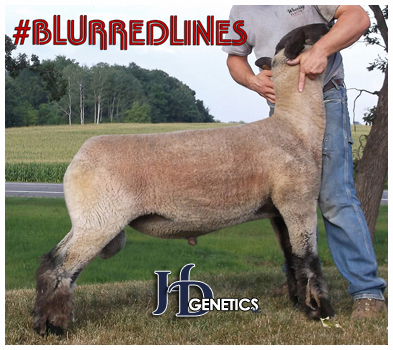 Sires - Dee Brothers, LLC