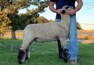 Sires - Dee Brothers, LLC